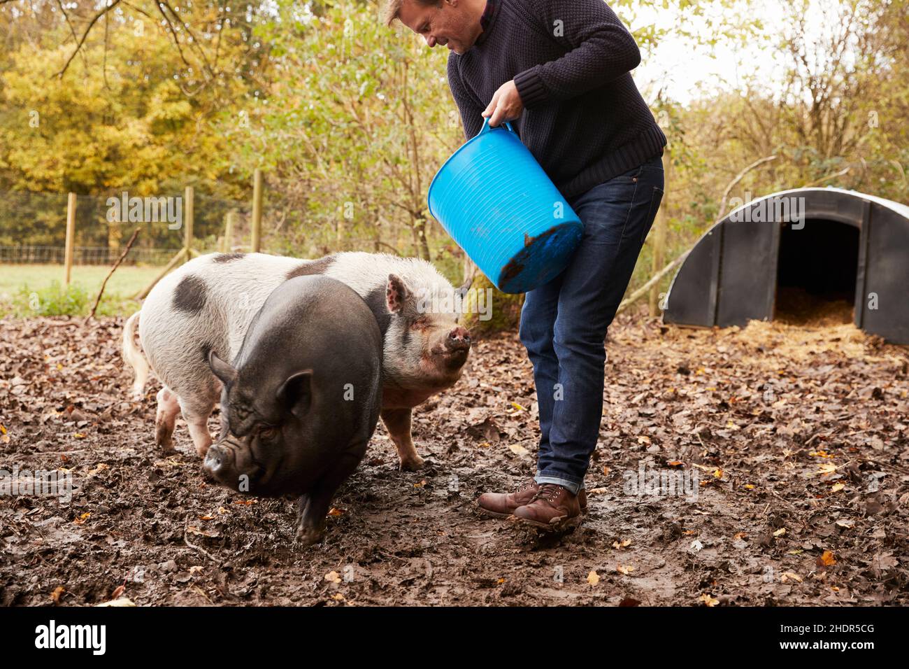 feeding, farmer, pigs, feed, feedings, farmers, pig Stock Photo - Alamy