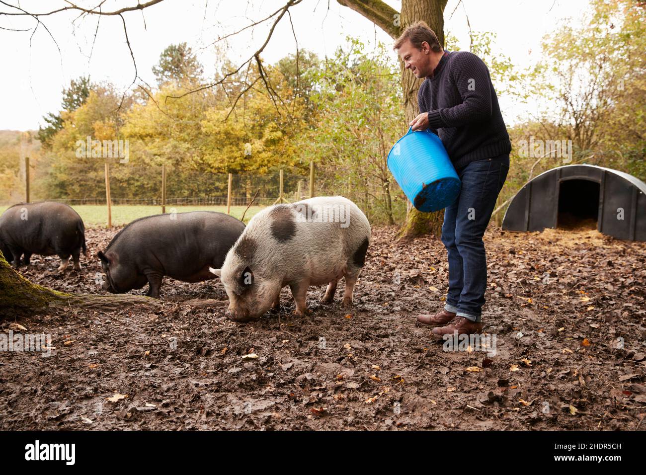 feeding, farmer, pig, feed, feedings, farmers, pigs Stock Photo - Alamy