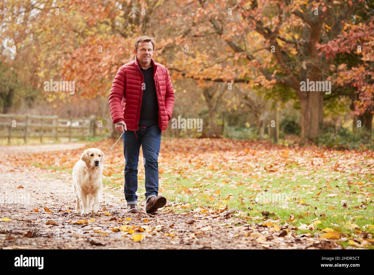 man, dog, walk the dog, walk, guy, men, dogs, walk the dogs, walks ...