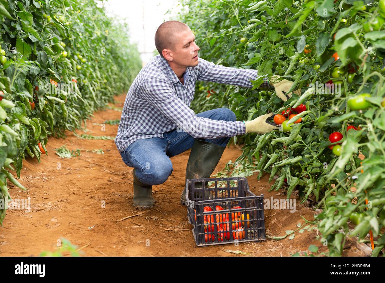 Positive man harvesting tomatoes in greenhouse Stock Photo - Alamy
