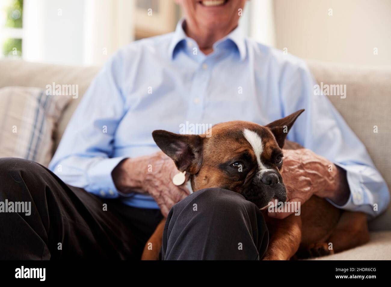 home, stroking, french bulldog, homes, french bulldogs Stock Photo - Alamy