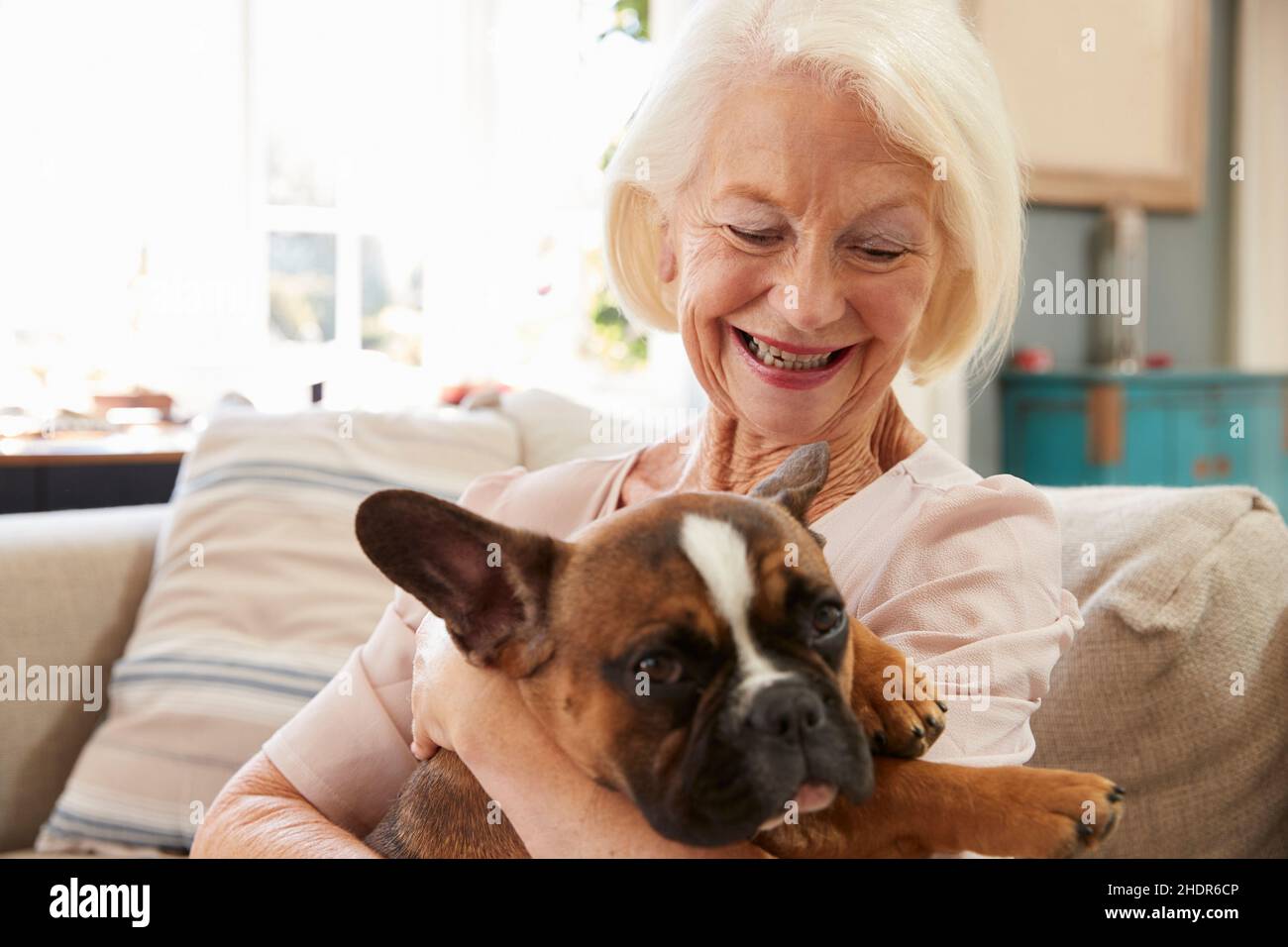 senior, dog, french bulldog, elderly, old, seniors, dogs, french ...