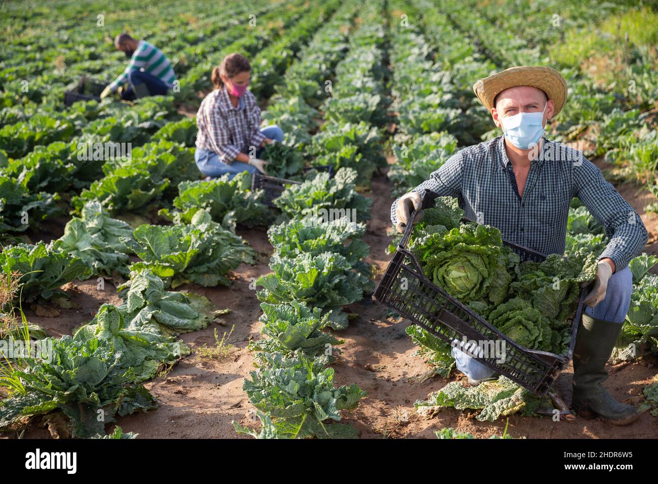 Man in mask harvesting cabbage on field Stock Photo - Alamy