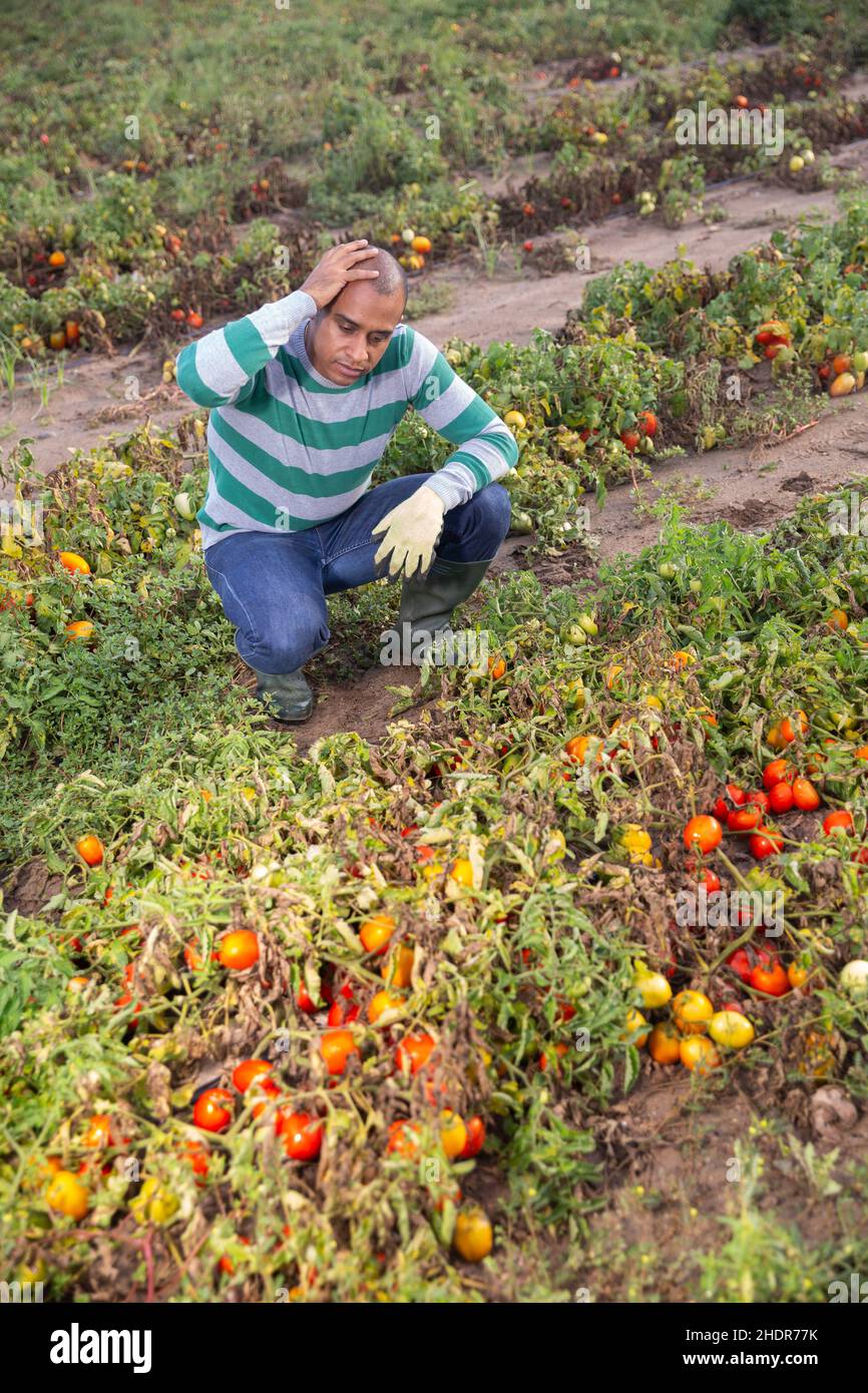 Male farmer regrets lost tomato crop after disaster Stock Photo - Alamy