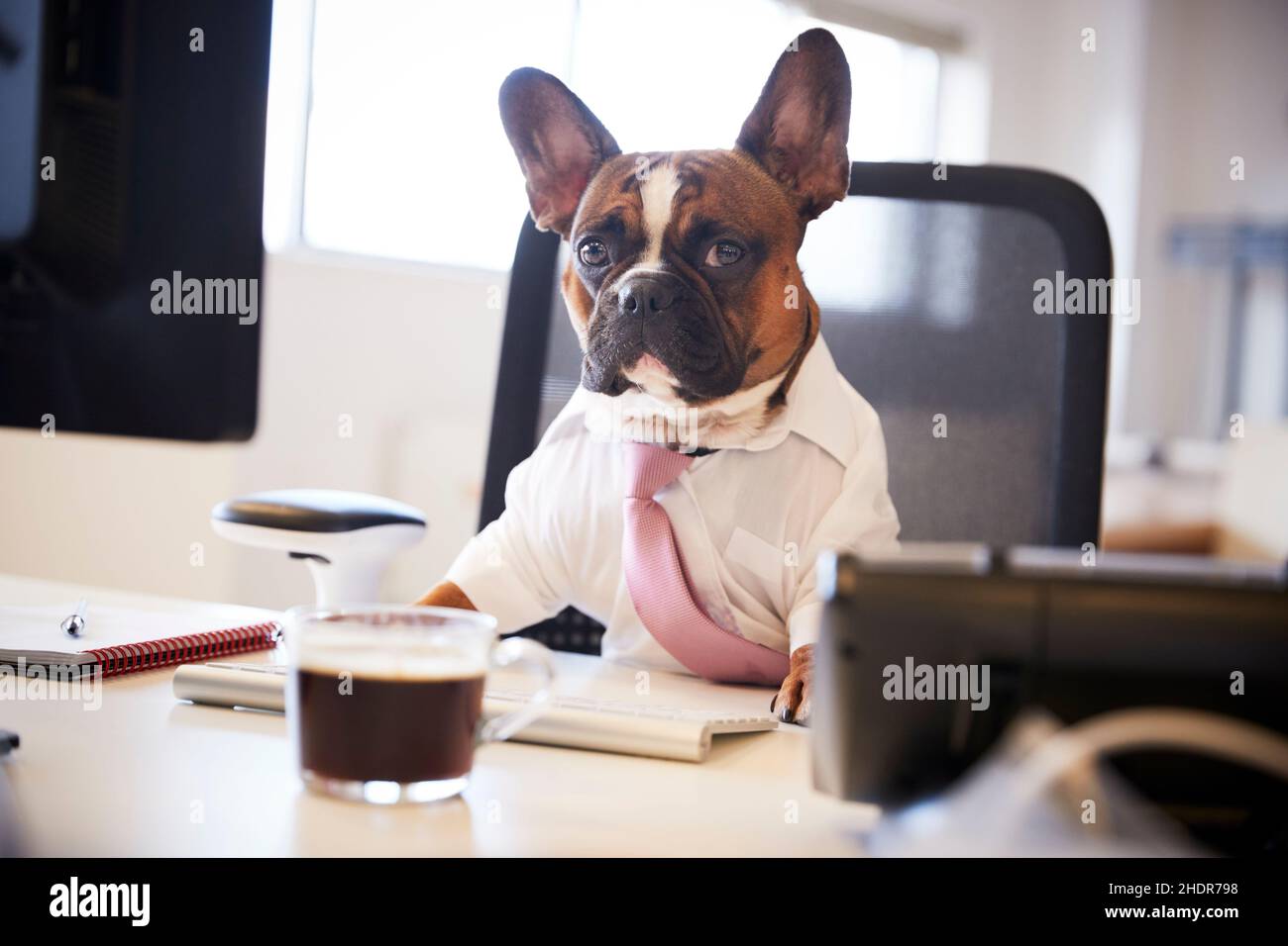 workplace, bulldog, boss, workplaces, workstation, bulldogs Stock Photo ...