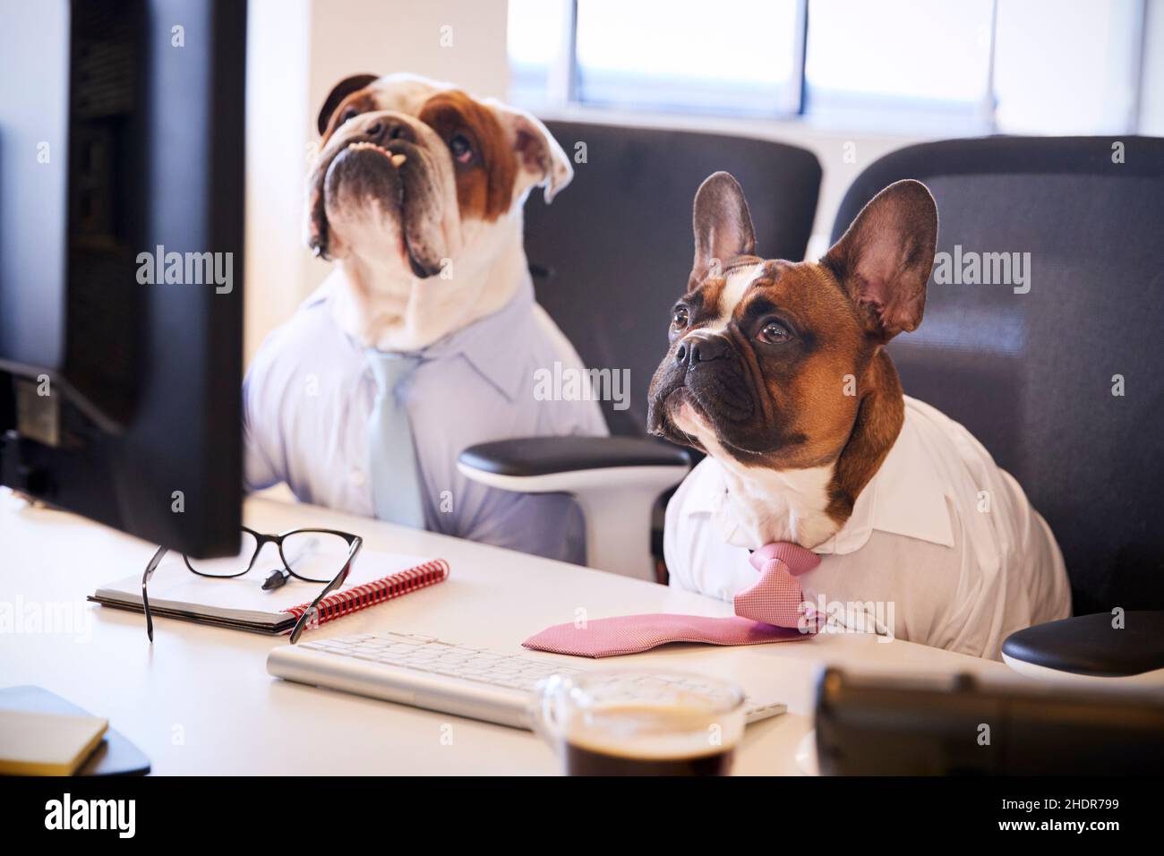 desk, bulldog, boardroom, desks, bulldogs Stock Photo - Alamy