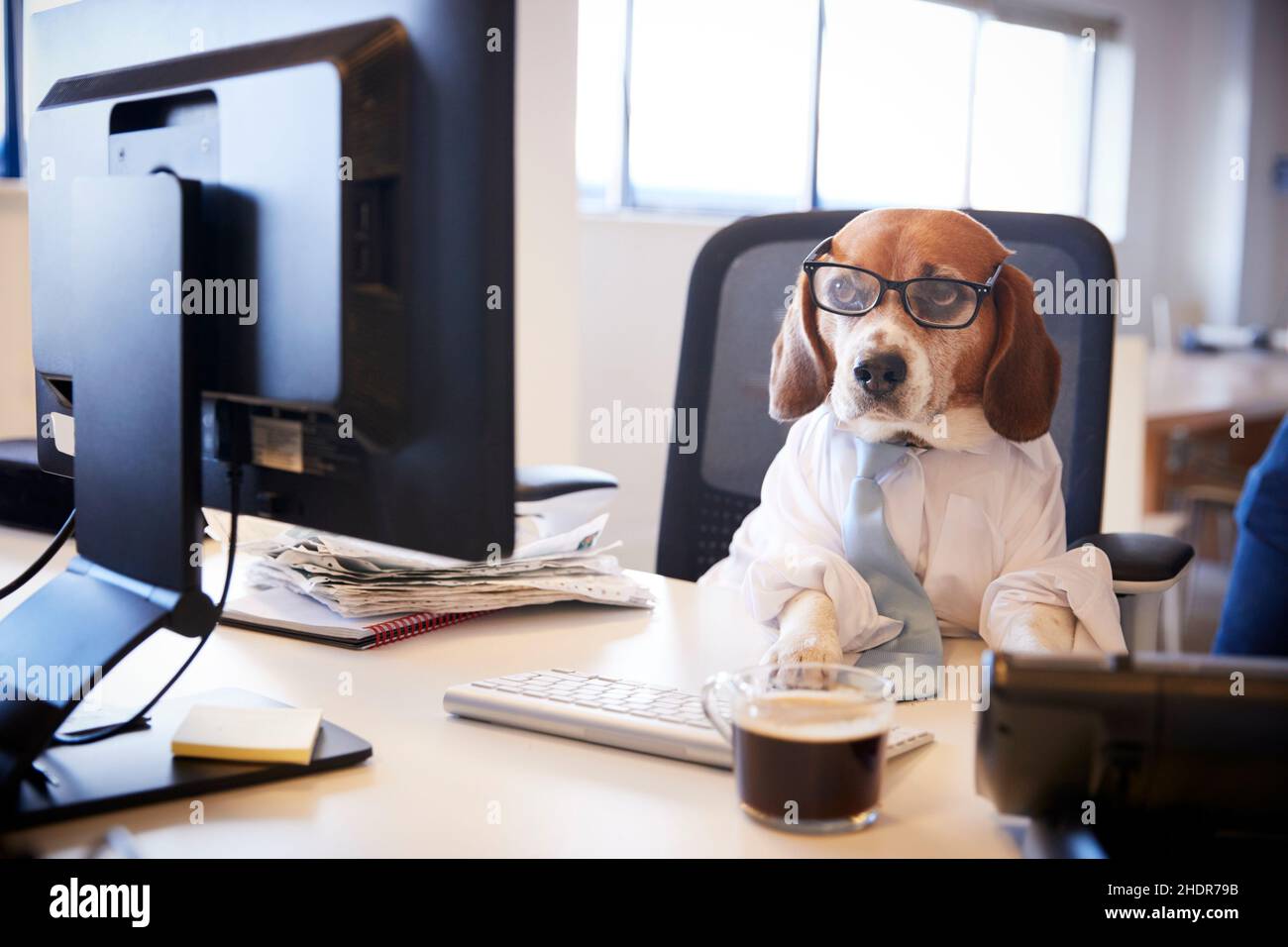 office, typing, beagle, offices, stenographer Stock Photo - Alamy