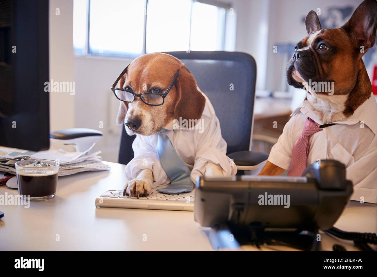 workplace, bulldog, colleagues, beagle, workplaces, workstation ...