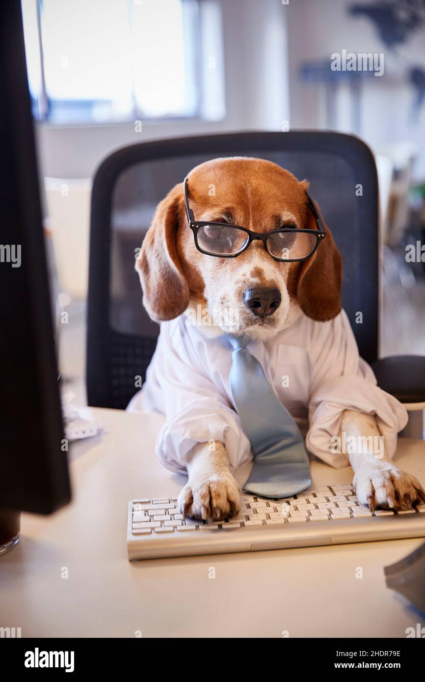 typing, beagle, computer workstation, stenographer, computer ...