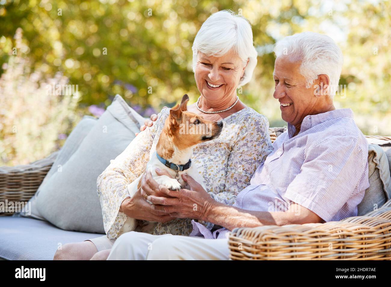 Older terrier hi-res stock photography and images - Alamy