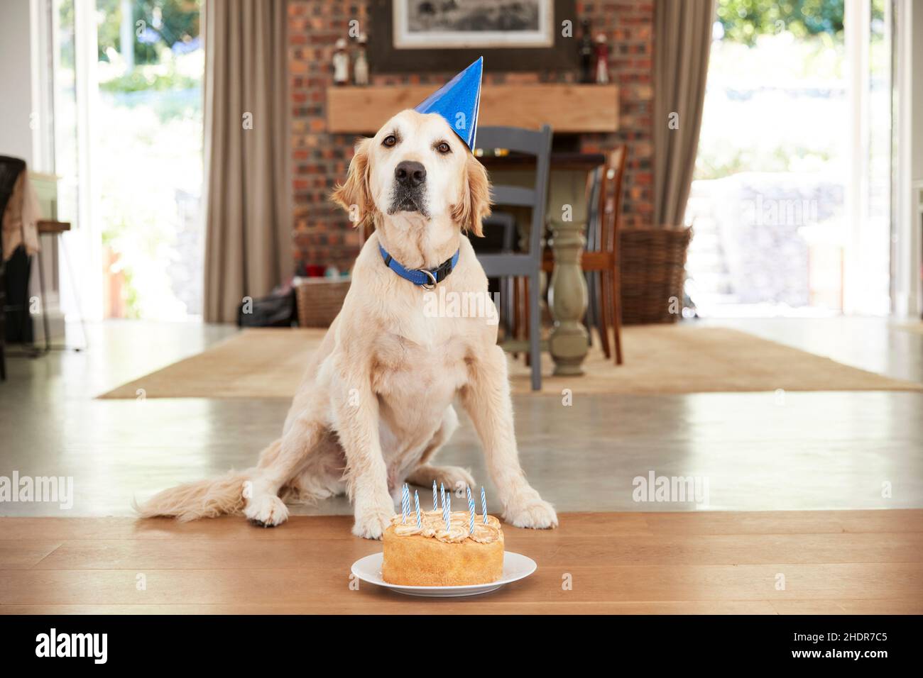 birthday, labrador, birthday cake, birthdays, labradors, birthday cakes ...