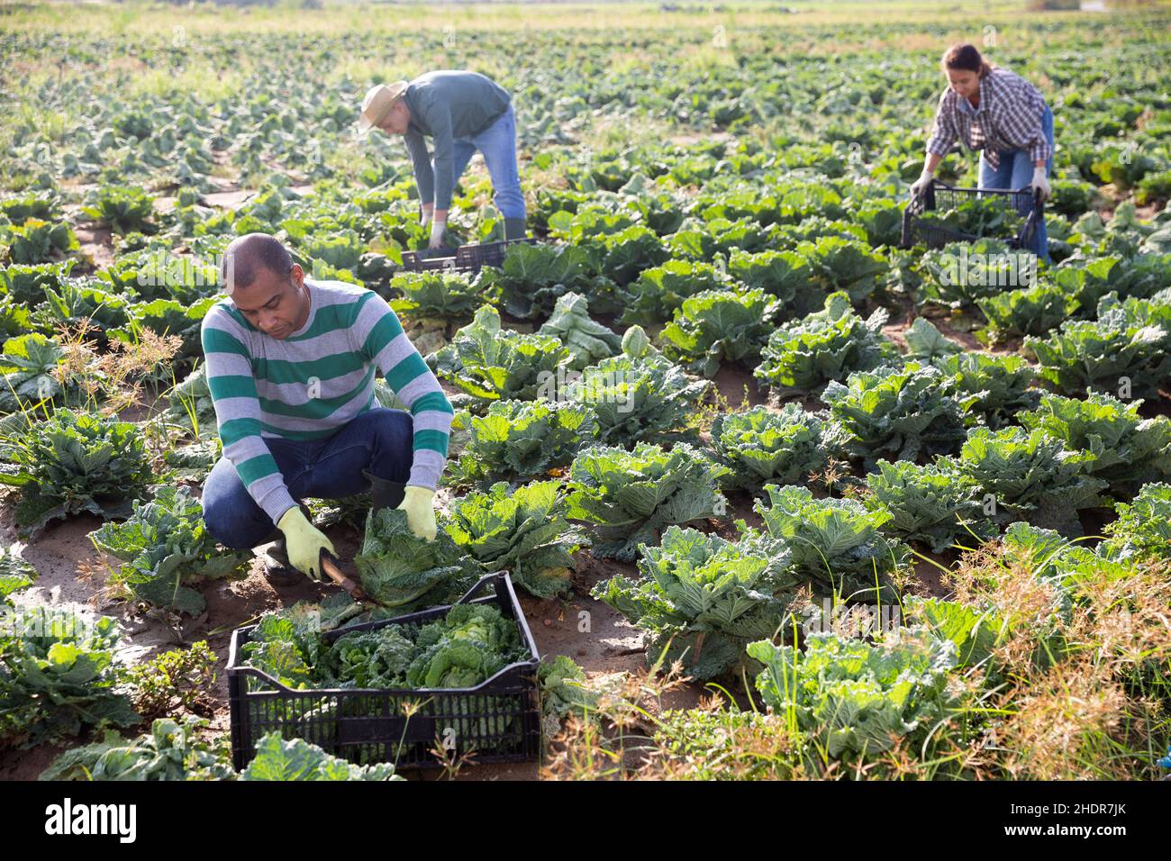 Male farmer cutting savoy cabbage on farm Stock Photo - Alamy