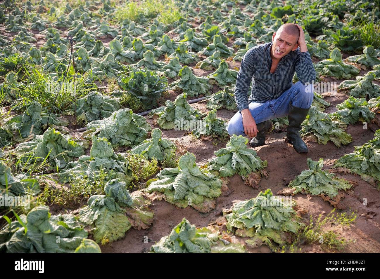 Farmer examining damaged cabbage plants on farm field Stock Photo - Alamy