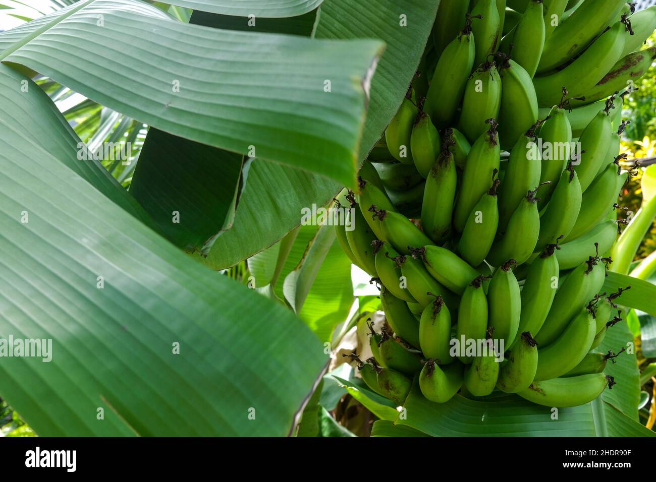 Where Are Banana Seeds Located