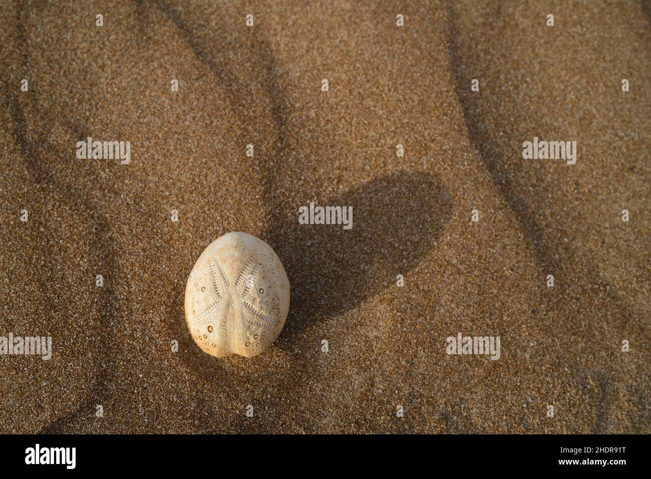 Skeleton, known as a test, of Heart Urchin Echinocardium Cordatum also ...