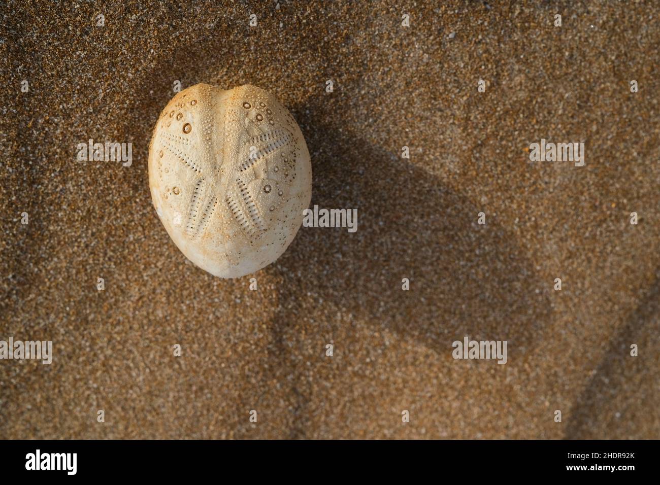 Skeleton, known as a test, of Heart Urchin Echinocardium Cordatum also ...
