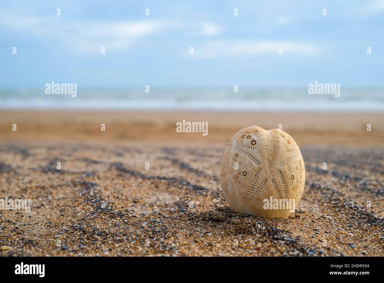 Skeleton, known as a test, of Heart Urchin Echinocardium Cordatum also ...
