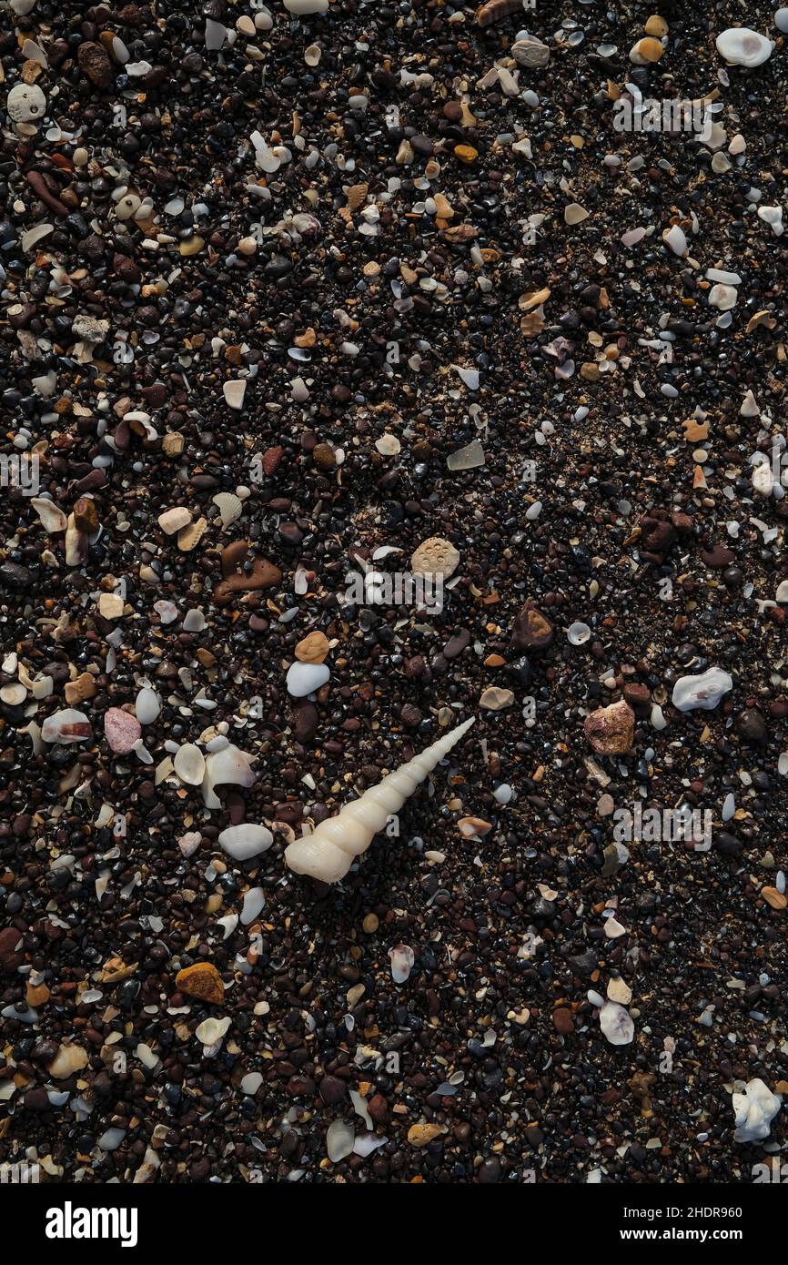 Turritella cingulifera also known as Screw shell, on a beach of very ...