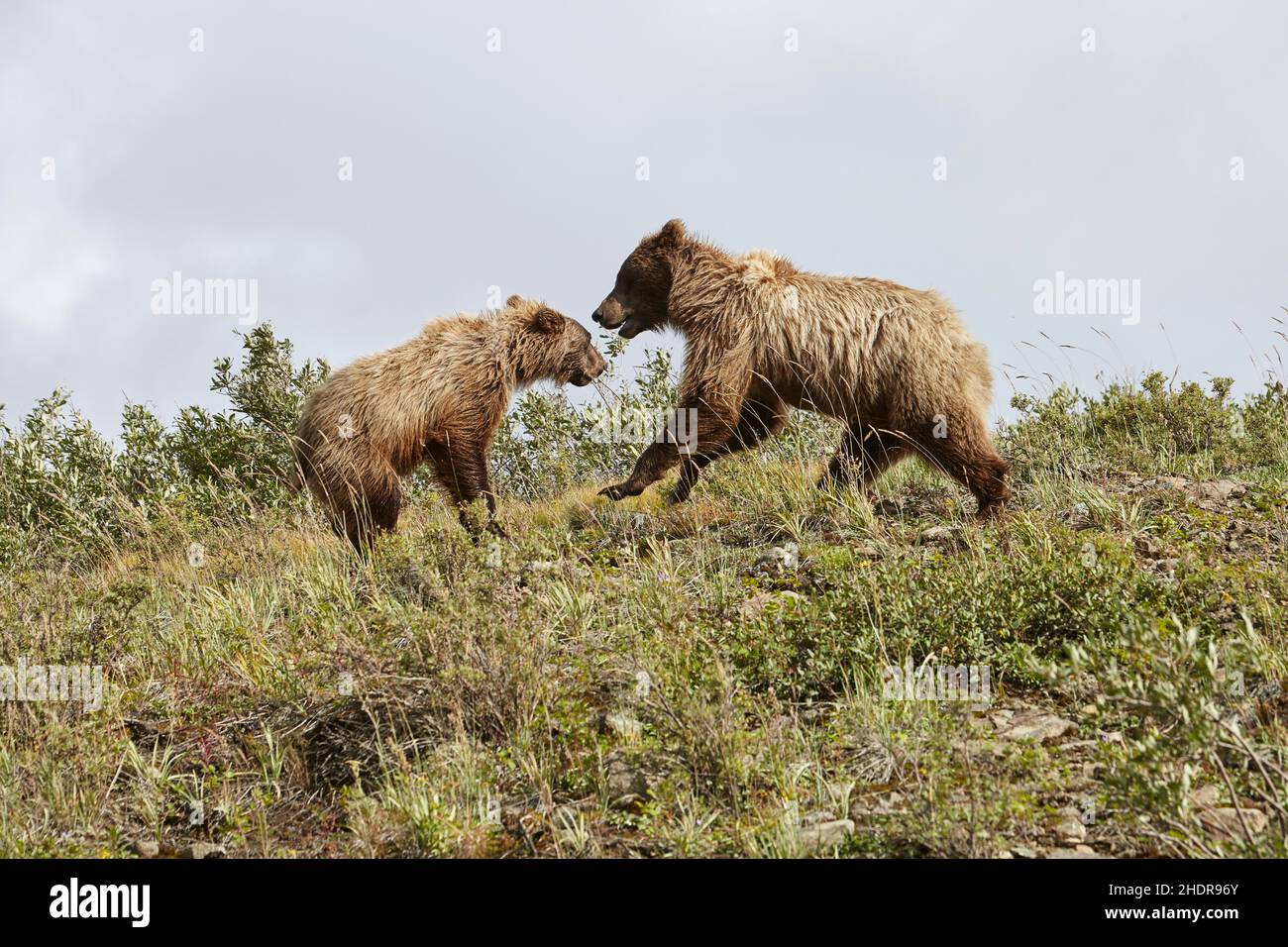 playing, brown bear, play, brown bears Stock Photo - Alamy