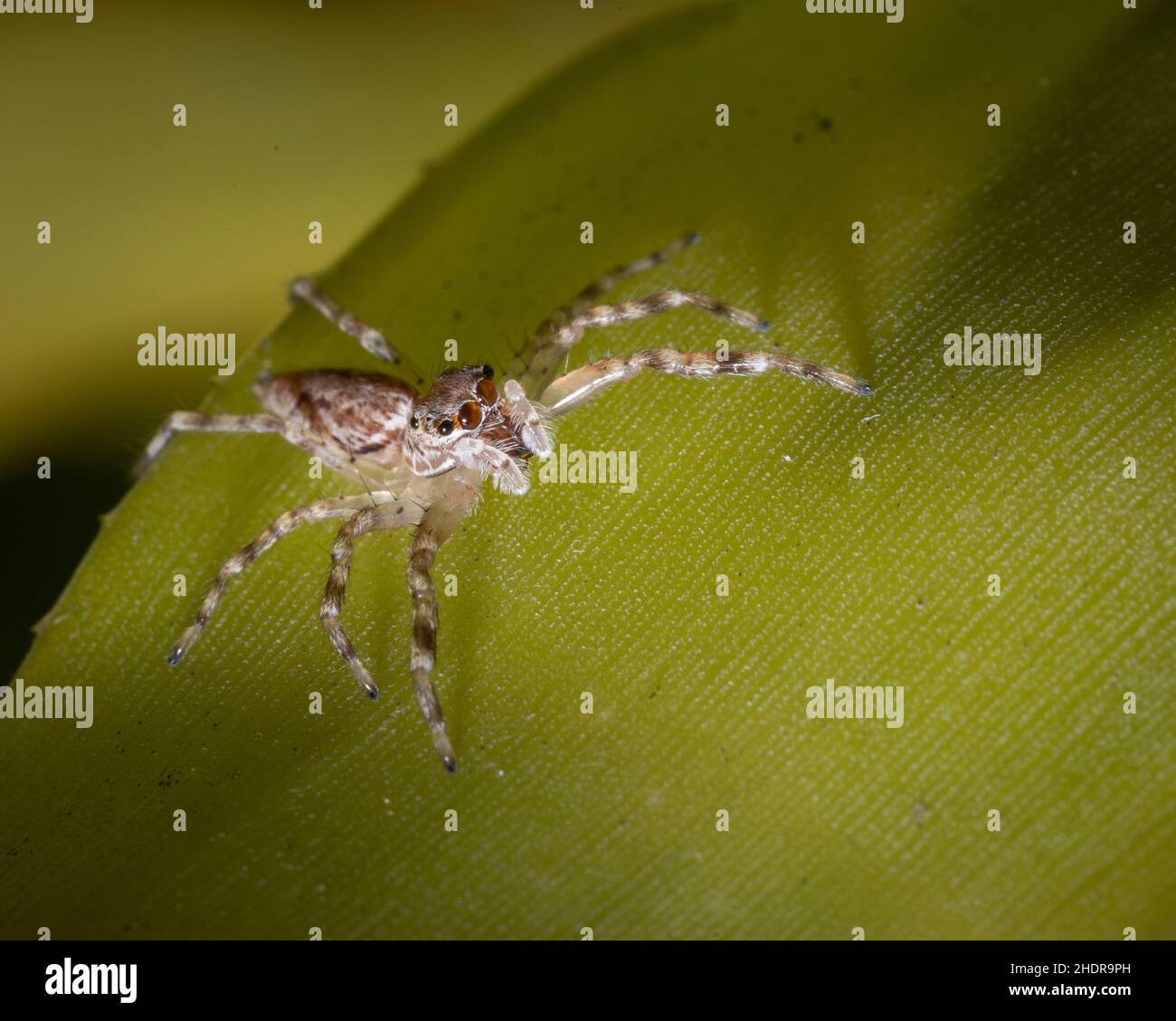 Jumping spider on a leaf hi-res stock photography and images - Alamy