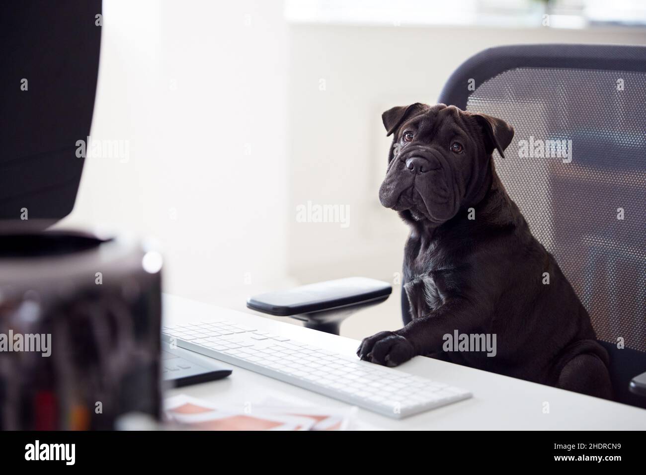 Boss home hi-res stock photography and images - Alamy