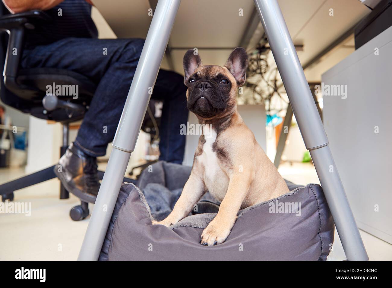 office, workplace, office dog, offices, workplaces, workstation, office ...