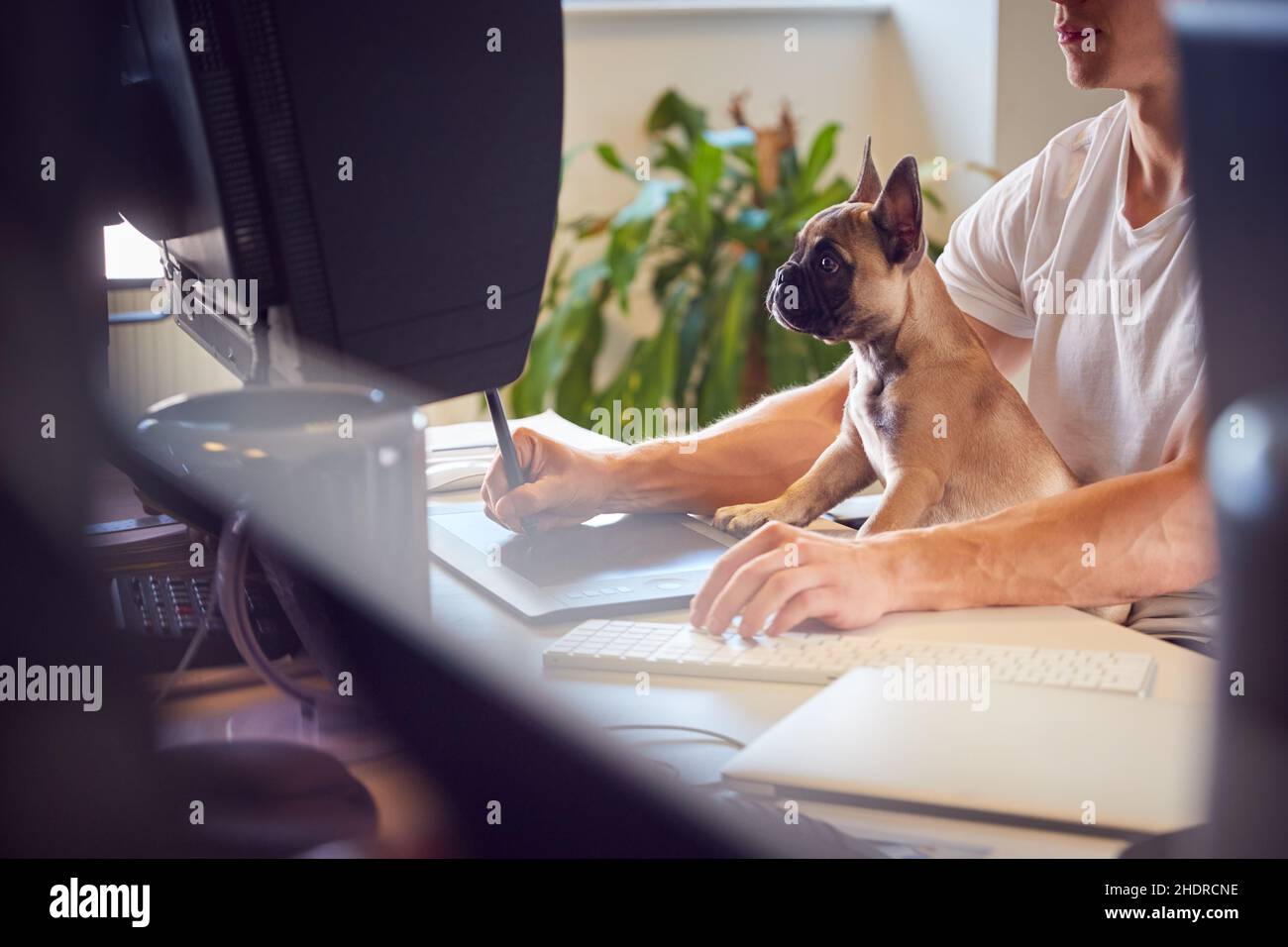 workplace, office dog, homeoffice, workplaces, workstation, office dogs ...