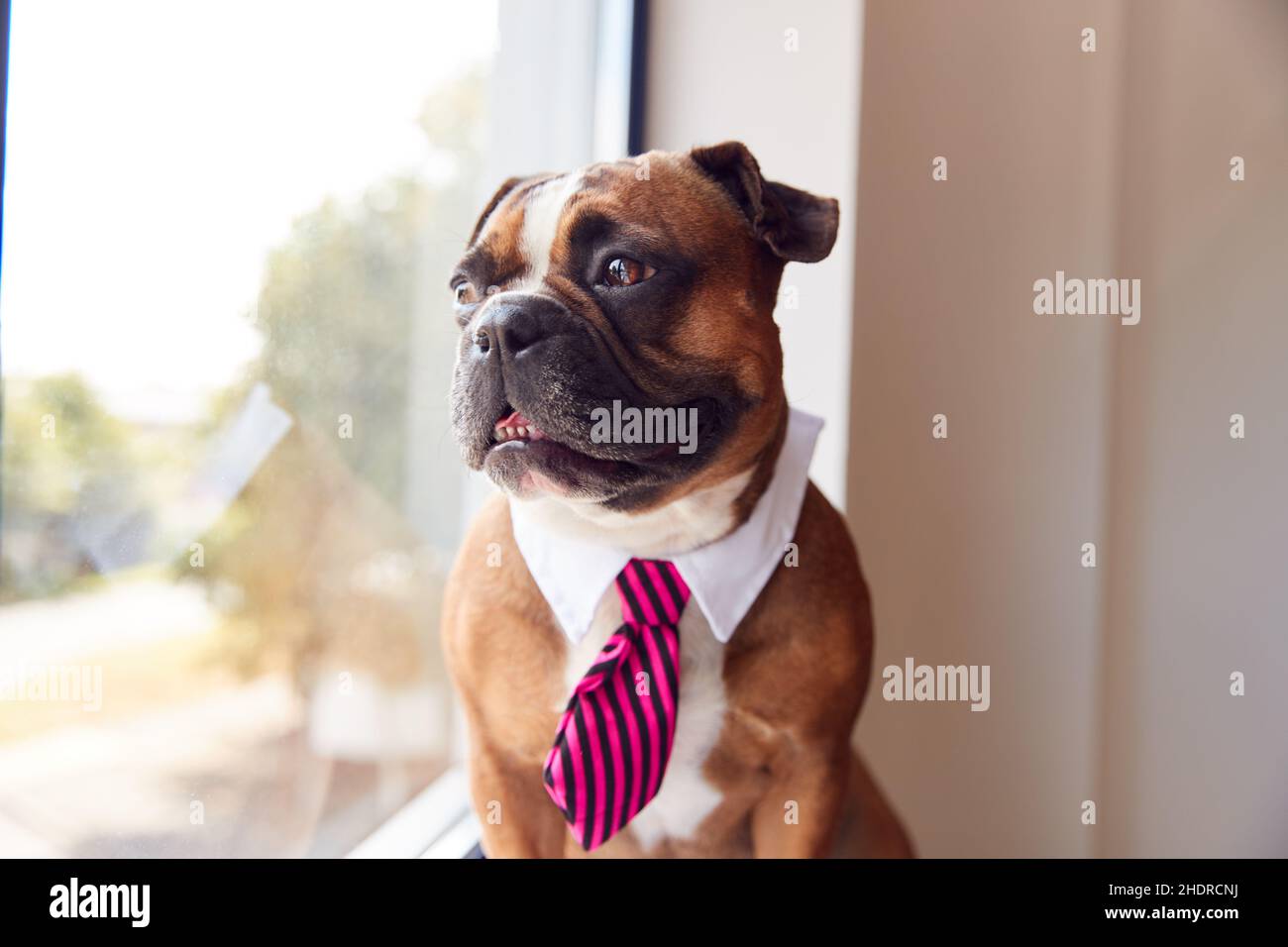 boss, bulldog, managers, bulldogs Stock Photo - Alamy