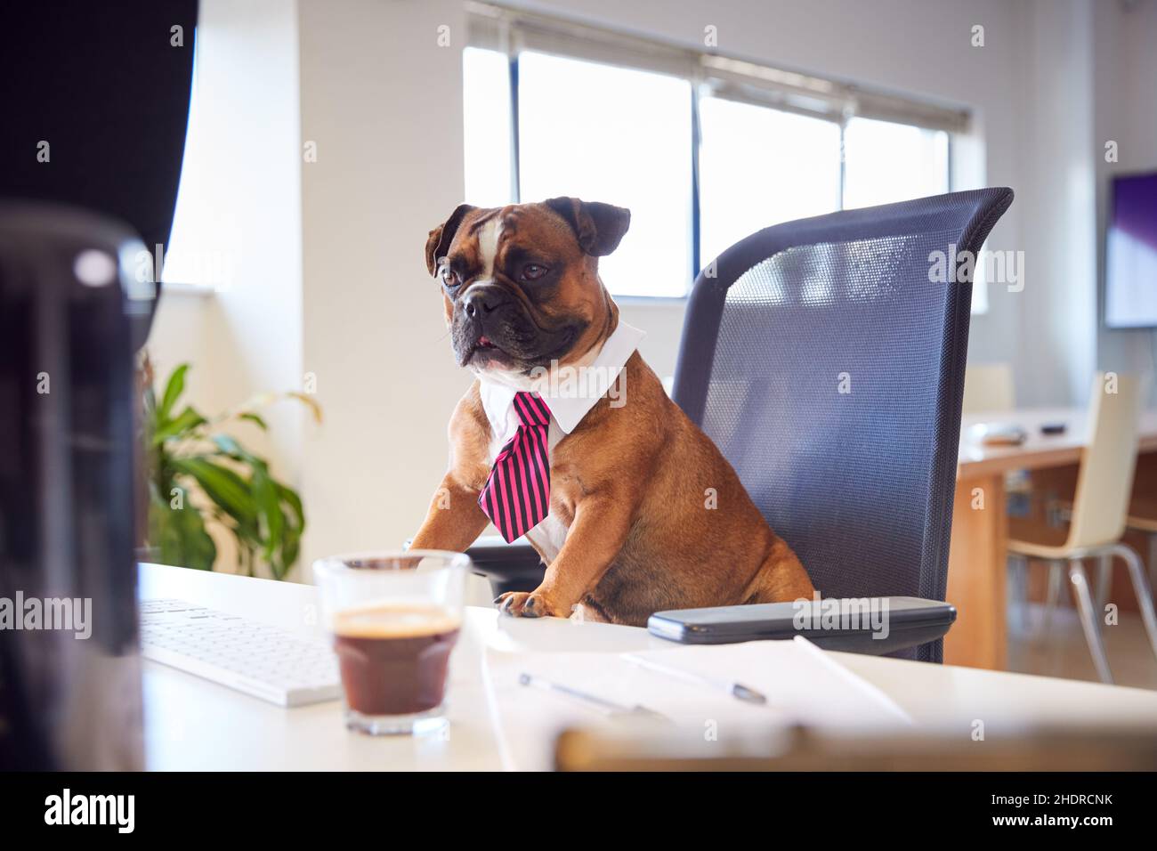 office, bulldog, boss, offices, bulldogs Stock Photo - Alamy