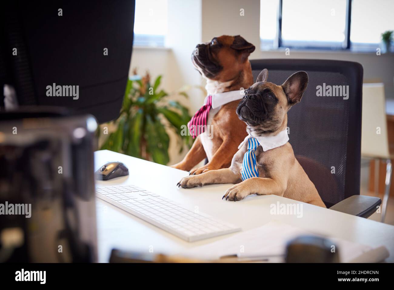 office, dog, boss, offices, dogs, managers Stock Photo - Alamy