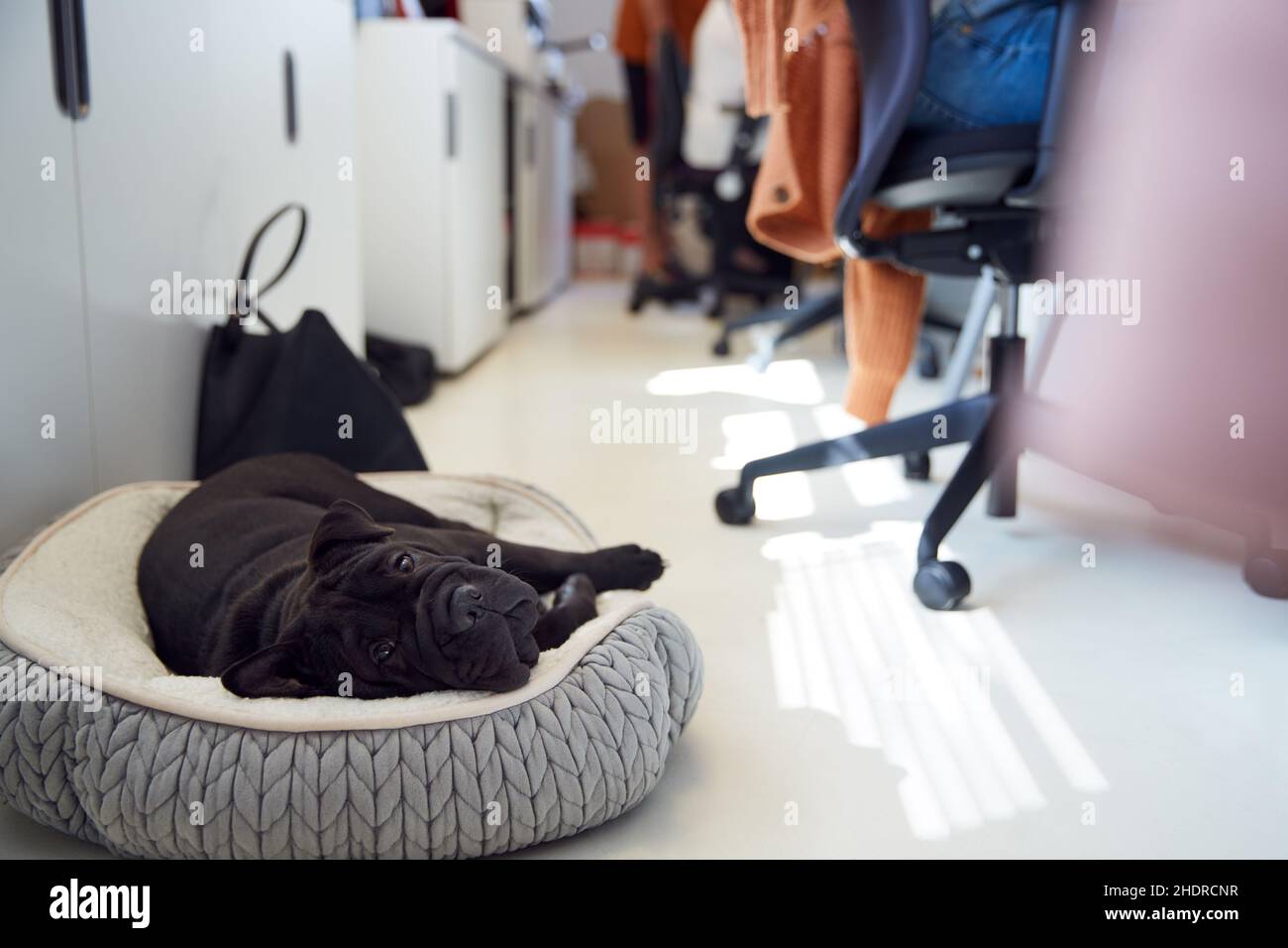 office, dog, offices, dogs Stock Photo - Alamy