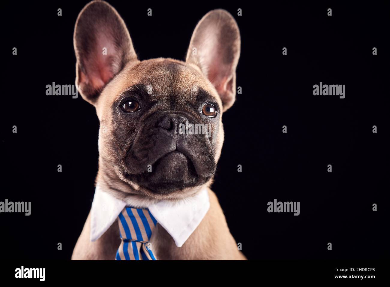 boss, french bulldog, french bulldogs Stock Photo - Alamy