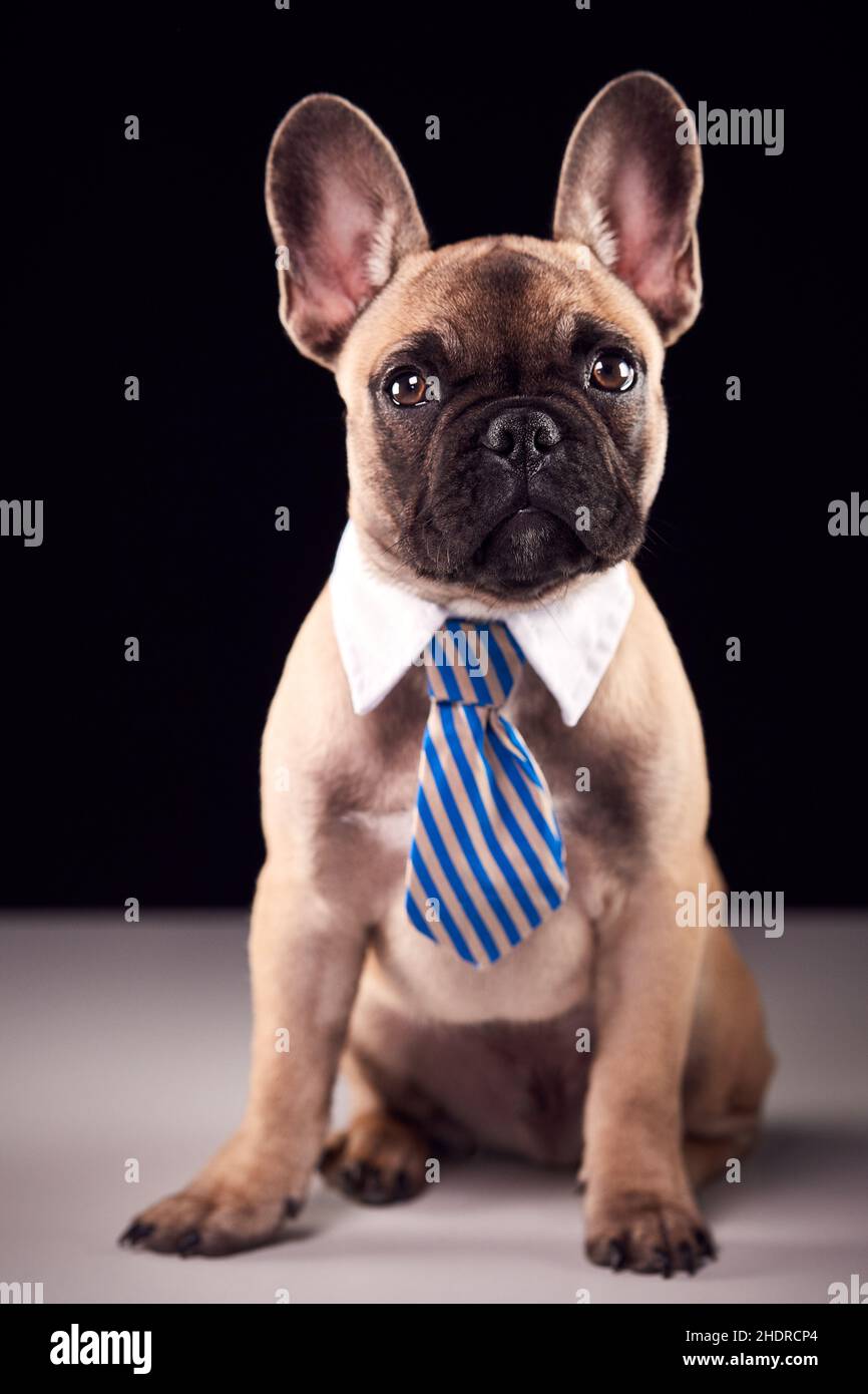 boss, french bulldog, french bulldogs Stock Photo - Alamy
