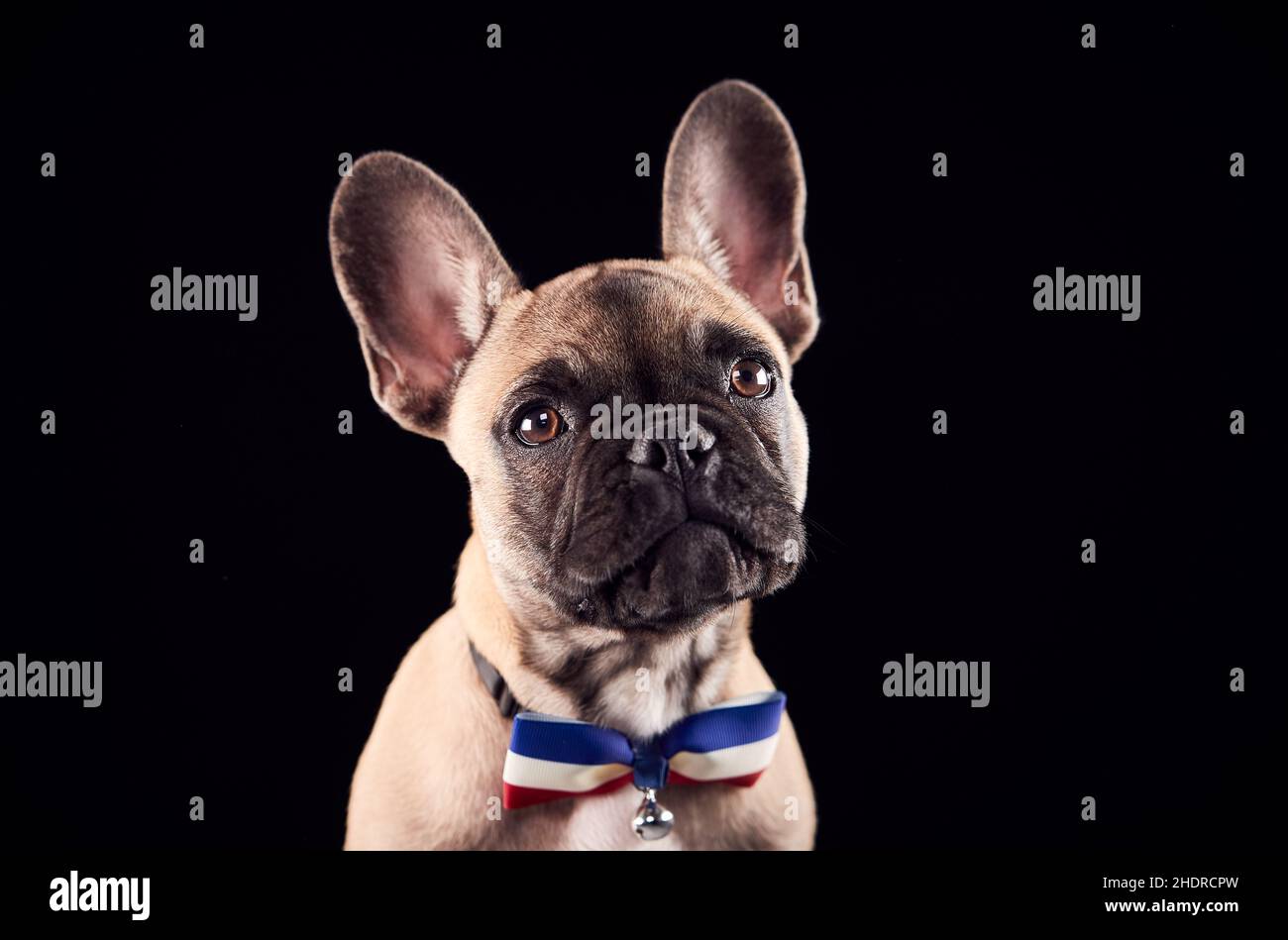 france, bow tie, french bulldog, frances, bow ties, french bulldogs ...