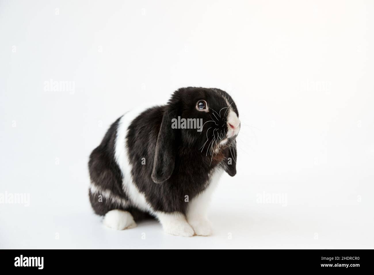 rabbit, lop rabbit, rabbits, english lops Stock Photo - Alamy