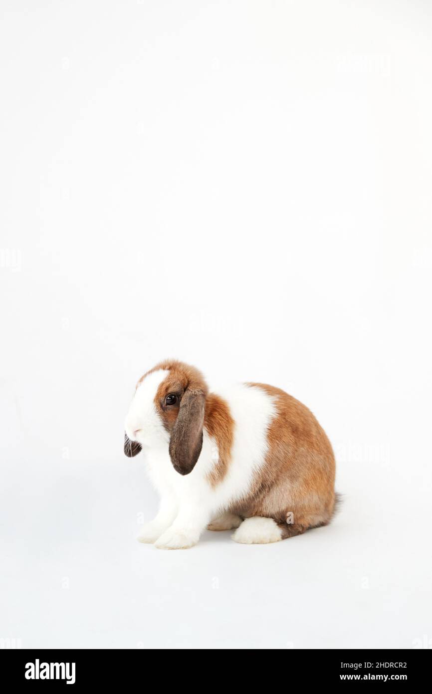 rabbit, lop rabbit, rabbits, english lops Stock Photo - Alamy