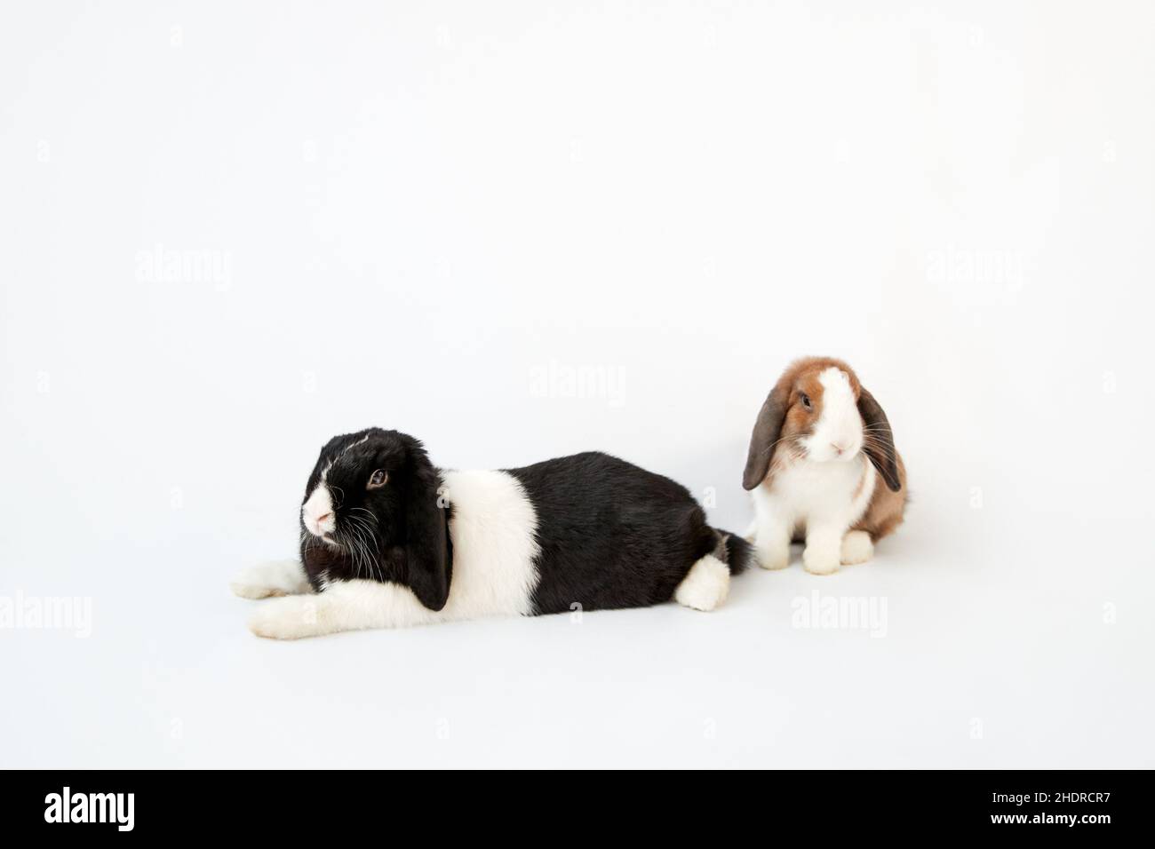 floppy ears, rabbit, lop rabbit, floppy ear, rabbits, english lops ...