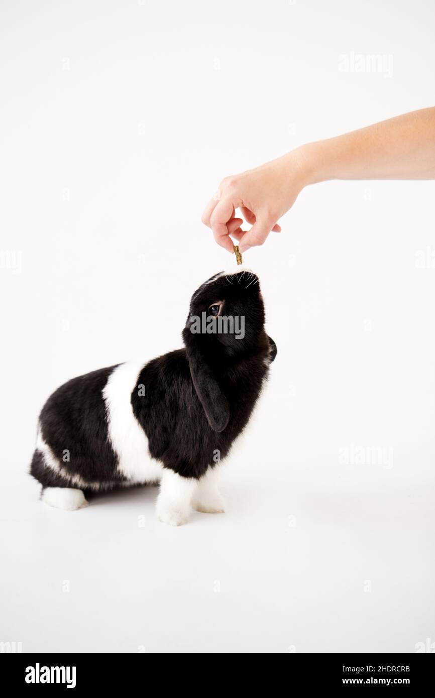 feeding, rabbit, feed, feedings, rabbits Stock Photo - Alamy