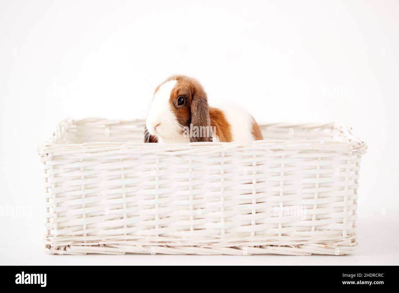 Baskets animals hi-res stock photography and images - Alamy