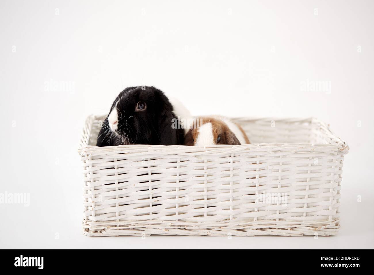 English lop hi-res stock photography and images - Alamy