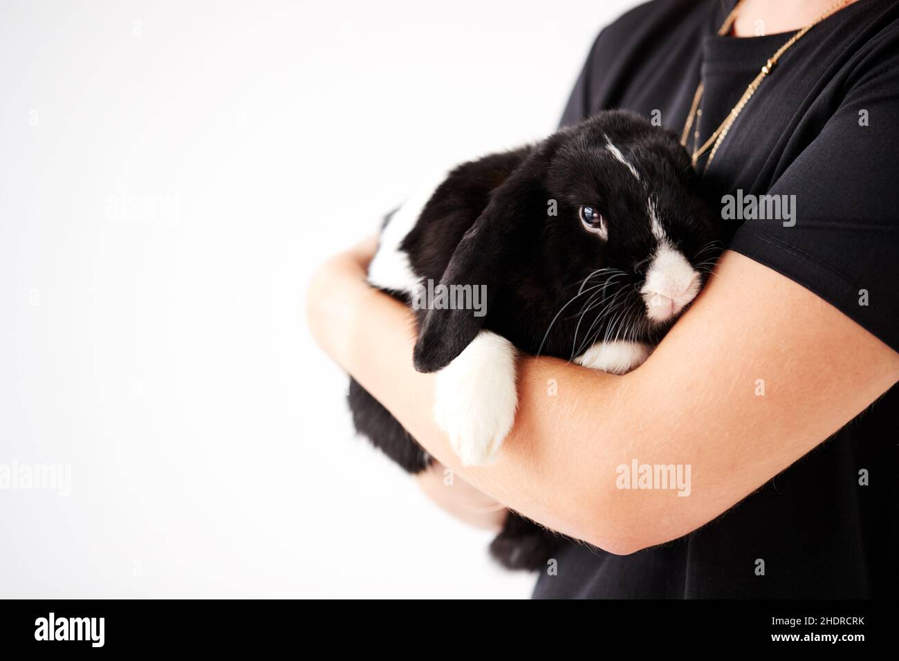 carrying, pets, rabbit, carry, pet, rabbits Stock Photo - Alamy