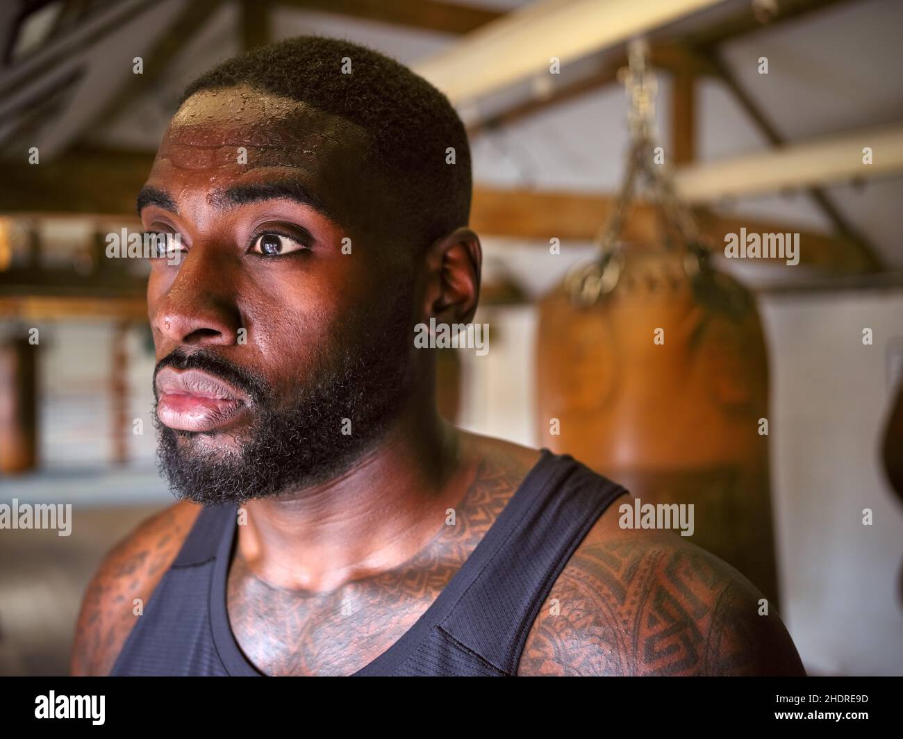 boxer, boxing, boxers, fighting Stock Photo - Alamy