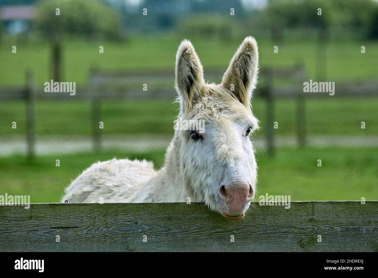 Donkey look hi-res stock photography and images - Alamy