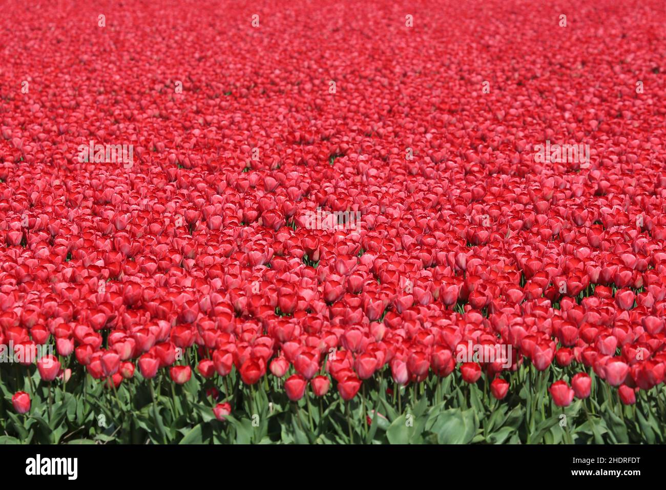 tulips, tullips, tulip Stock Photo - Alamy