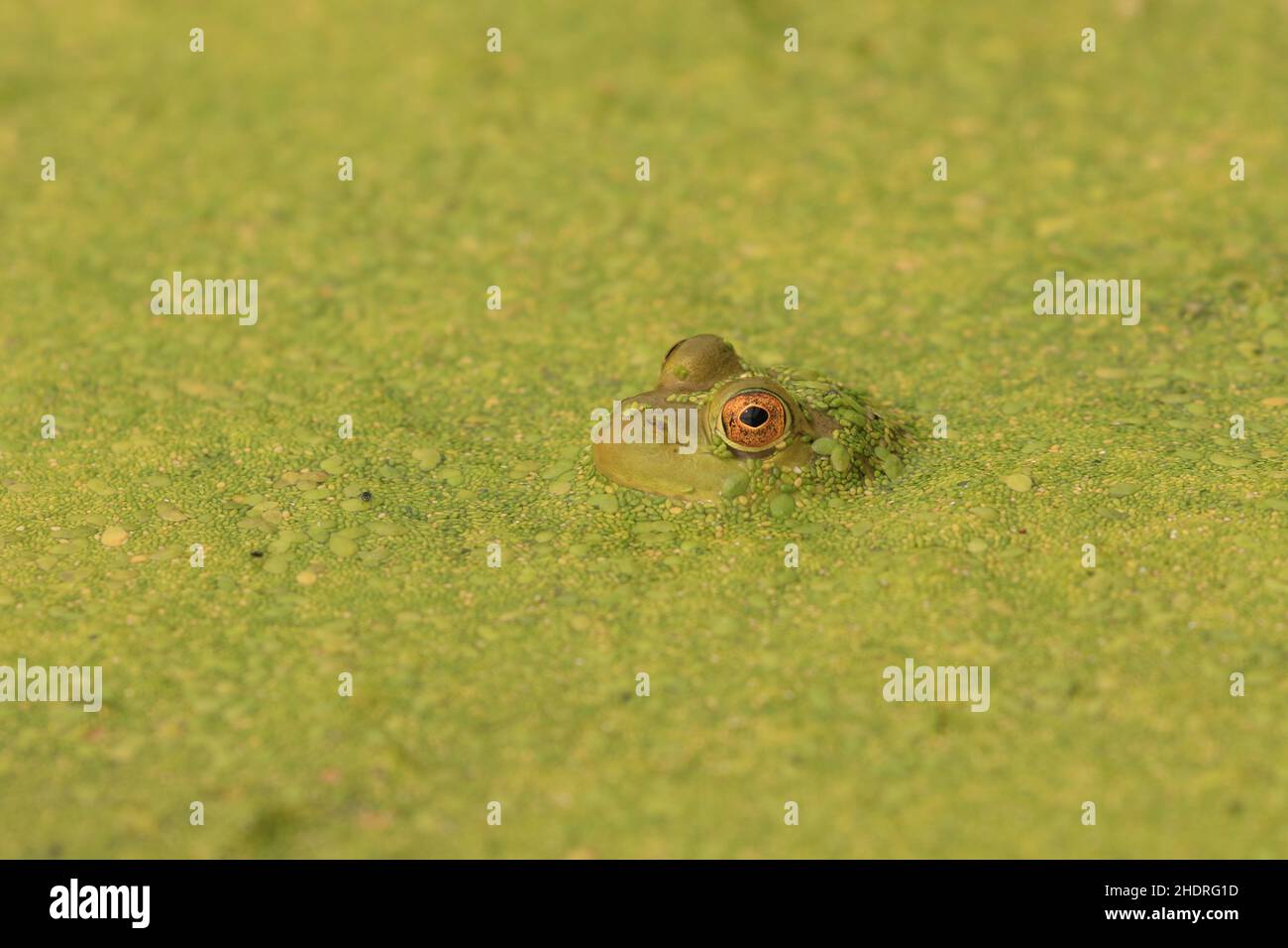 Frog eyes above water hi-res stock photography and images - Alamy