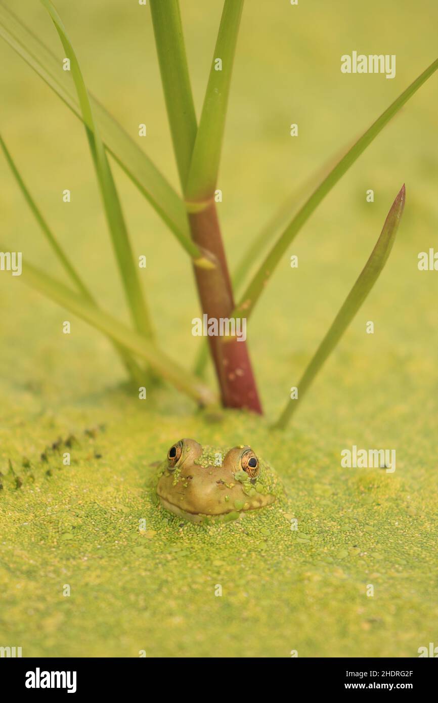 A green frog peeking its eyes above the surface of an algae-covered ...