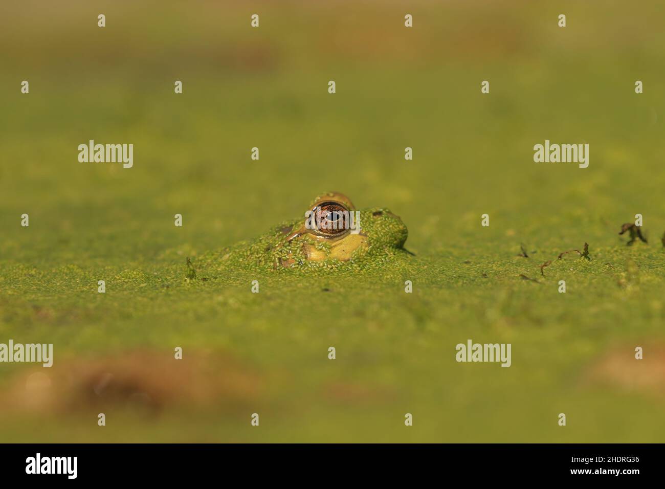 Frog eyes above water hi-res stock photography and images - Alamy