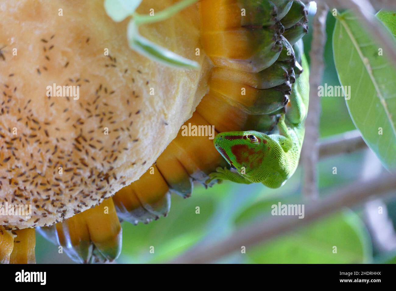 climbing, gecko, geckos Stock Photo - Alamy