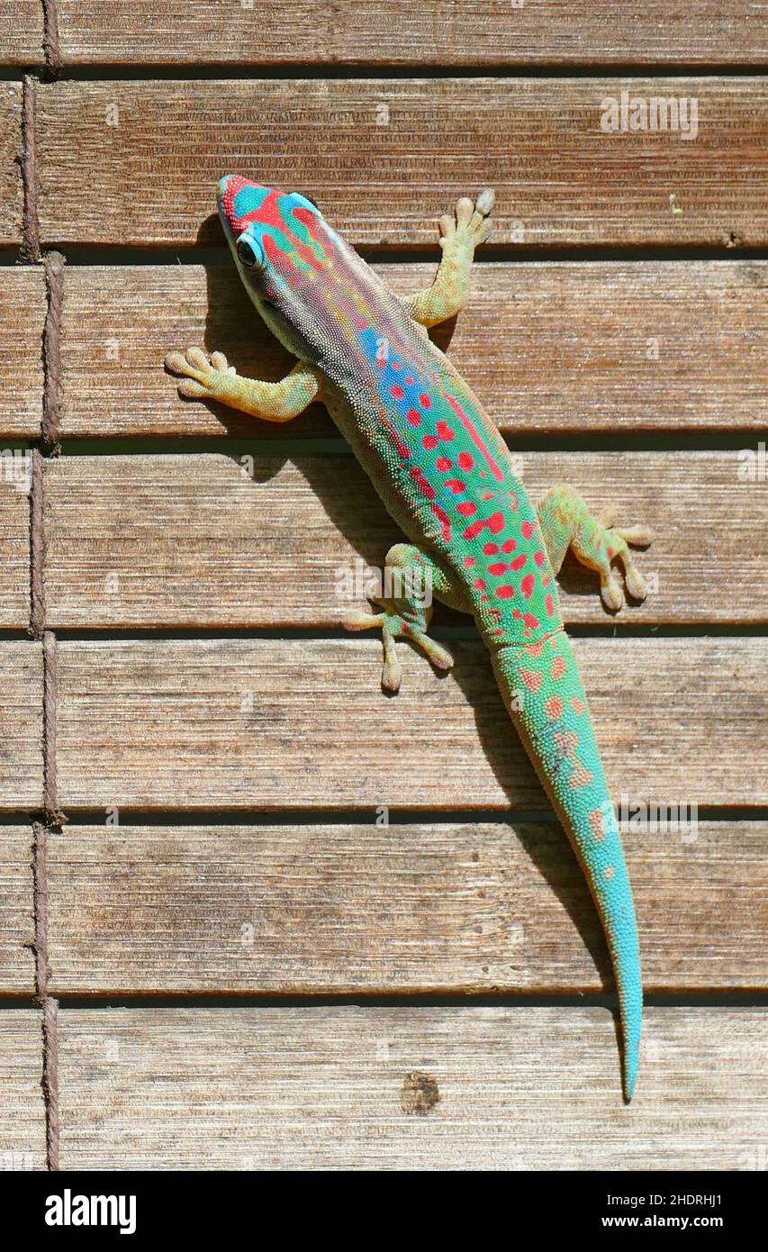 gecko, day gecko, geckos, day geckos Stock Photo - Alamy