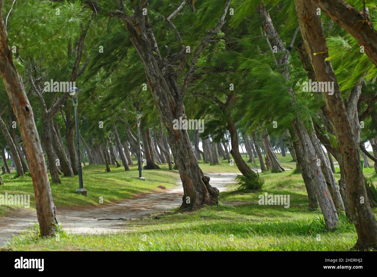 Mauritius pine hi-res stock photography and images - Alamy